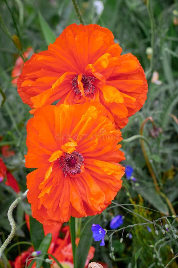 Red Poppies in the Field. Flowering Poppies Stock Photo - Image of ...