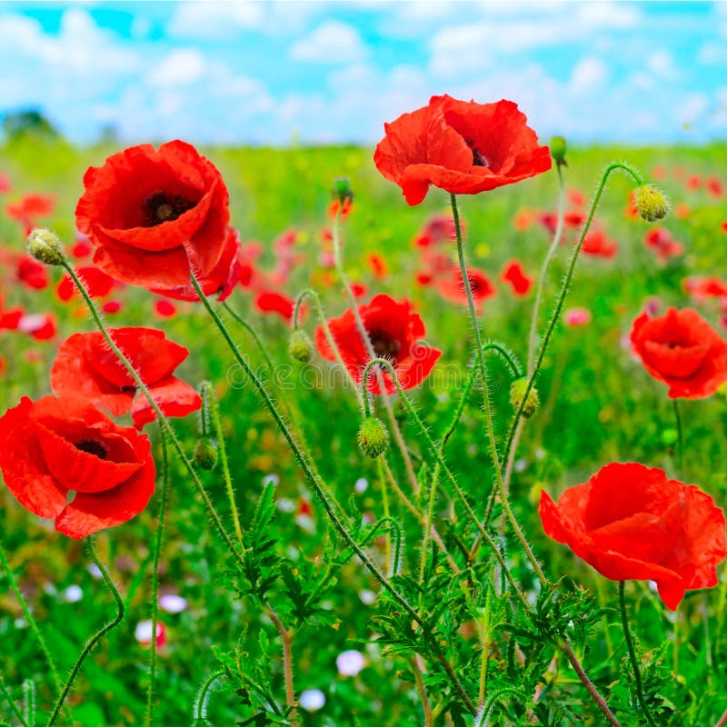 Red poppies on field stock image. Image of cloud, herbal - 87470445