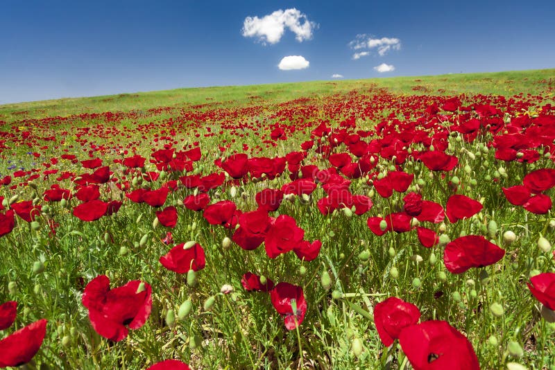 Red poppies in a field stock photo. Image of pattern - 194184940