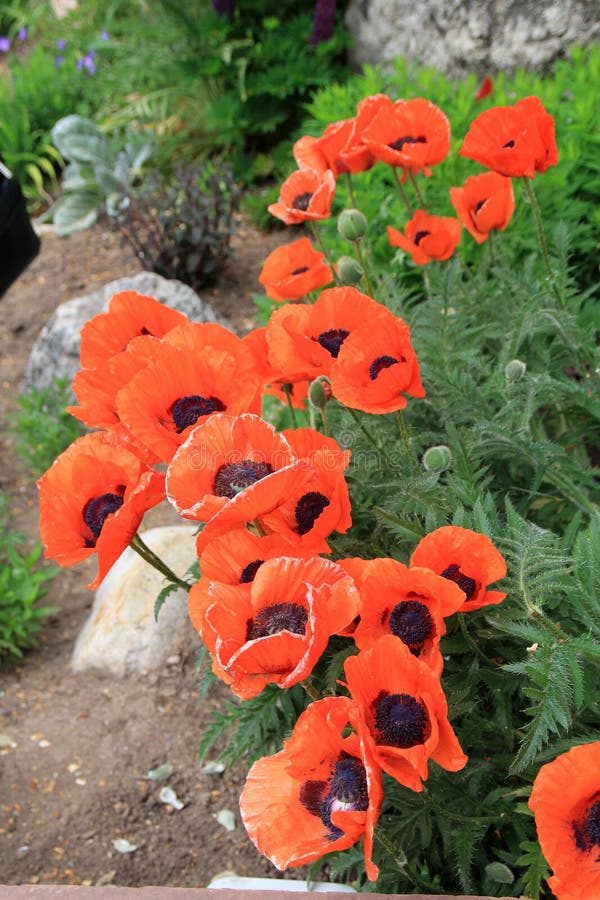 Red Poppies stock photo. Image of color, bush, garden - 123089434