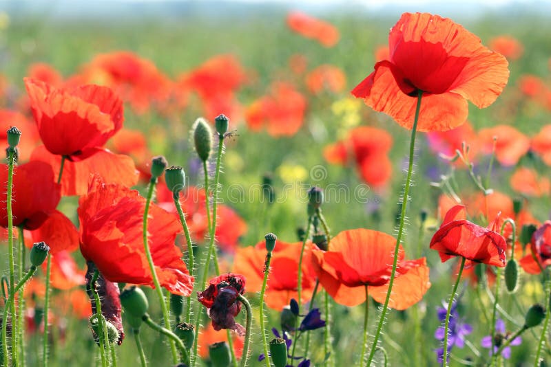 Red Poppies Flower Meadow Spring Stock Image - Image of grow, tranquil ...