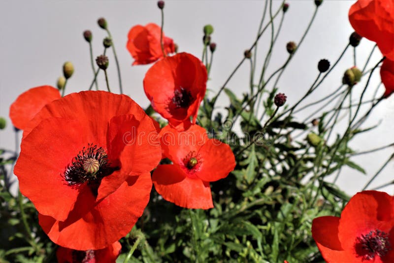 Red Poppies Flowers Close-up Stock Image - Image of grass, idyllic ...
