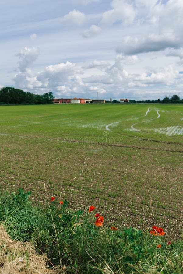 Red Poppies on Foreground To a Rice Paddy Field Stock Photo - Image of ...