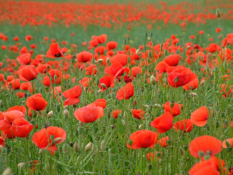 Red poppies in France stock photo. Image of smell, road - 1031682