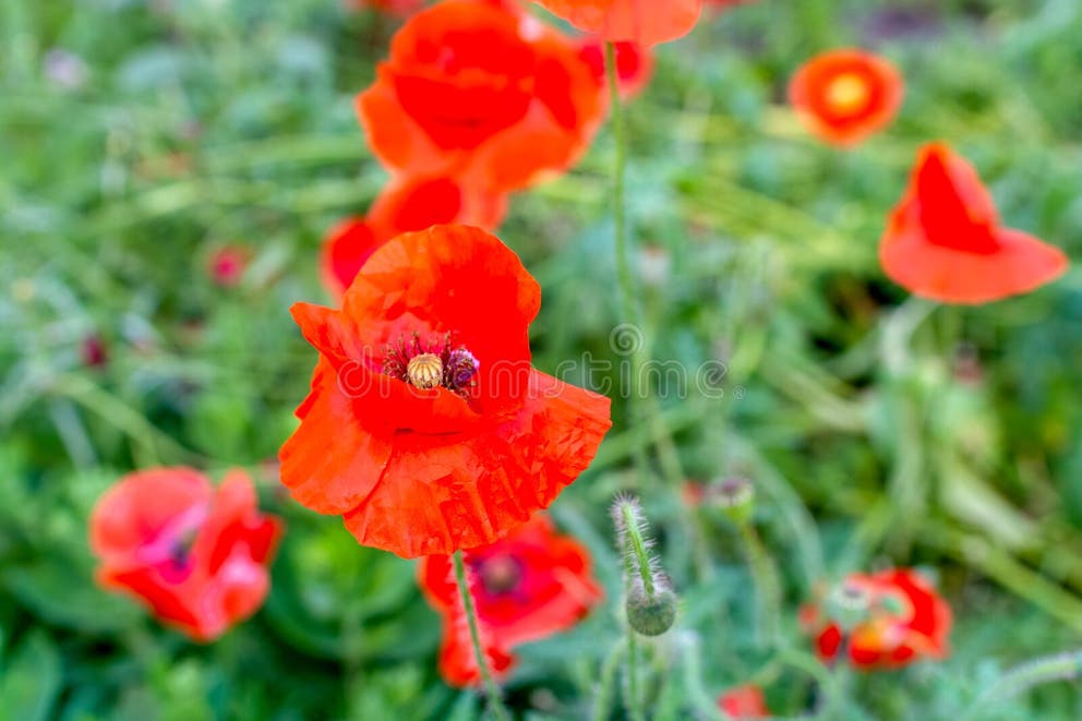 Red Poppies in the Front Garden Stock Photo - Image of landscape ...