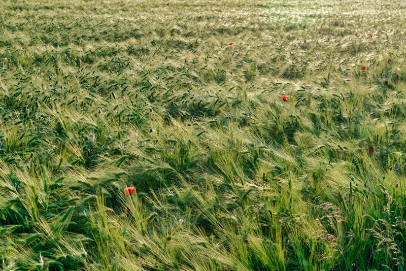 Red Poppies in a Grain Crop Field Stock Image - Image of farm, agronomy ...