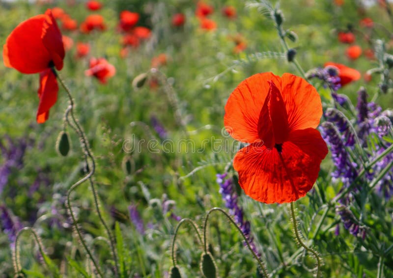 Red Poppies among the Green Grass. Stock Photo - Image of grass, nature ...