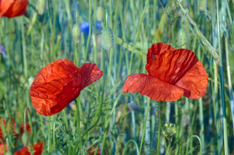 Red Poppies Growing in Crops Stock Image - Image of cultivation, poppy ...