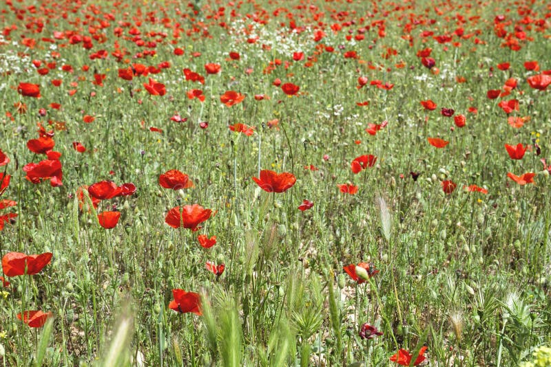 Red Poppies Growing Wild among the Green Grass Stock Image - Image of ...