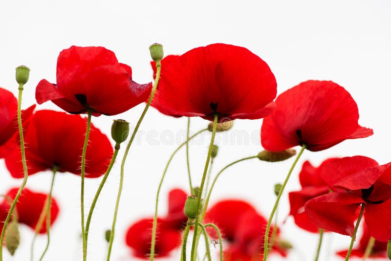 Red Poppies Isolated on White Stock Image - Image of floral, field ...