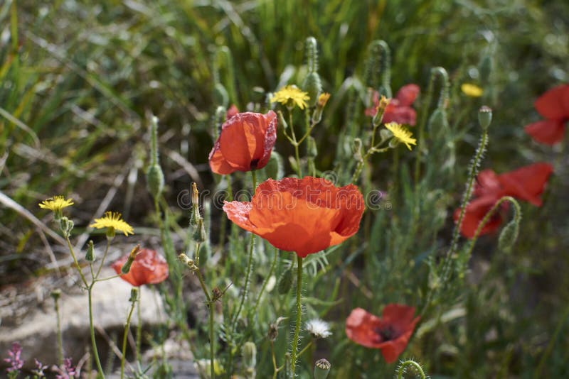 Red Poppies Looking at the Warm Spring Stock Photo - Image of field ...