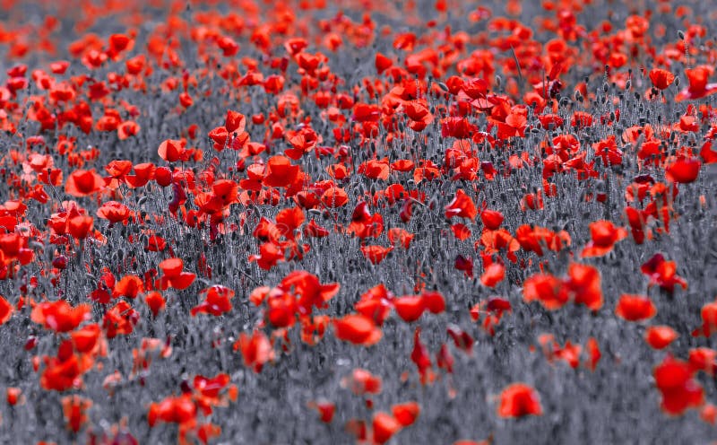 Red poppies stock image. Image of nature, flower, blossom - 30027631