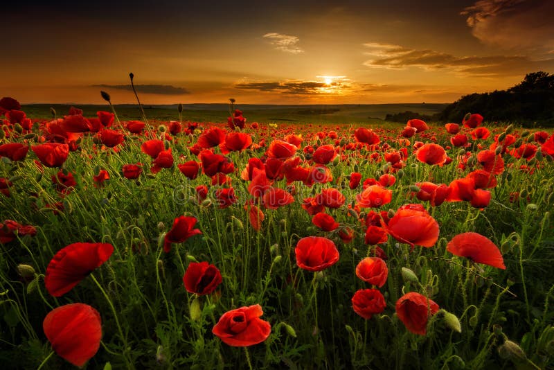 Sunset flower field stock image. Image of color, rural - 13744899