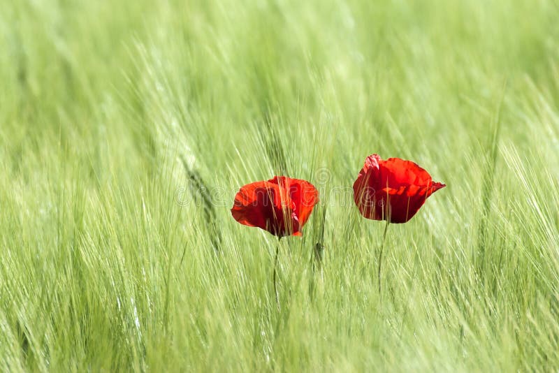 Red poppies. stock photo. Image of field, idyllic, bright - 36066316