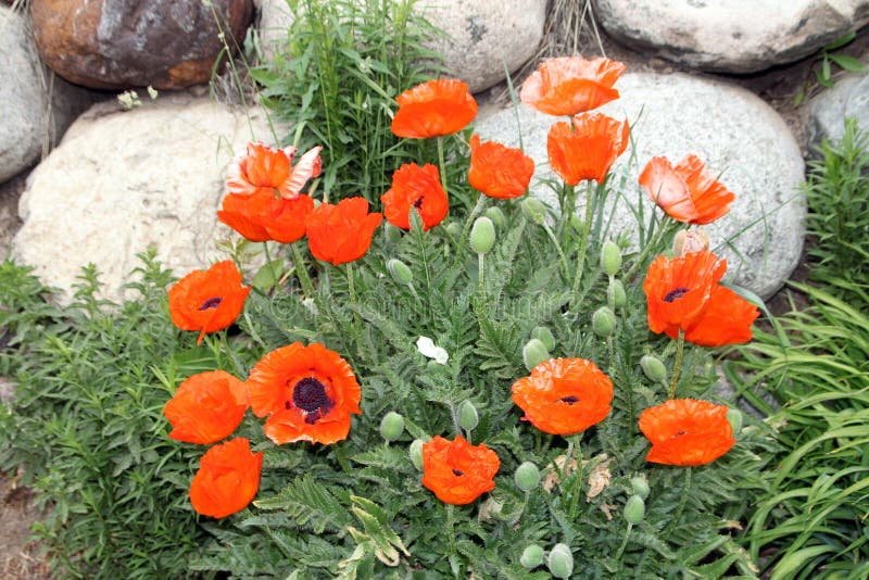 Red Poppies stock photo. Image of color, bush, garden - 123089434