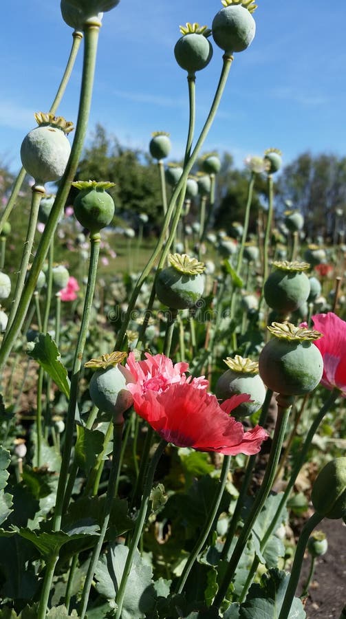 Red poppies stock image. Image of seeds, seedheads, poppies - 132359127