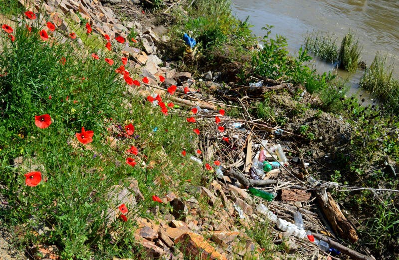 Red Poppies by the River and Garbage Stock Photo - Image of color ...