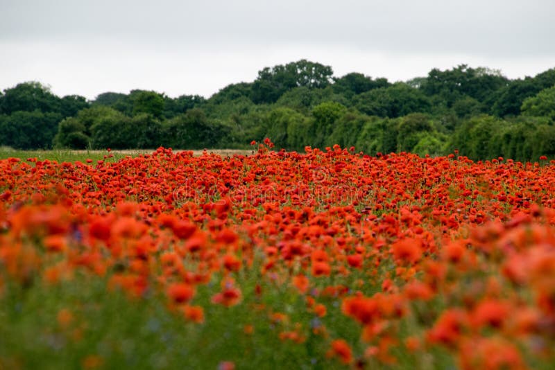 Poppies Amongst the Ruins in Rome, Italy Stock Image - Image of ...