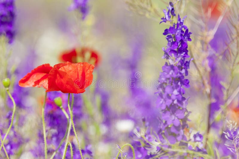 Red Poppies and Spring Flowers in the Meadow Stock Image - Image of ...