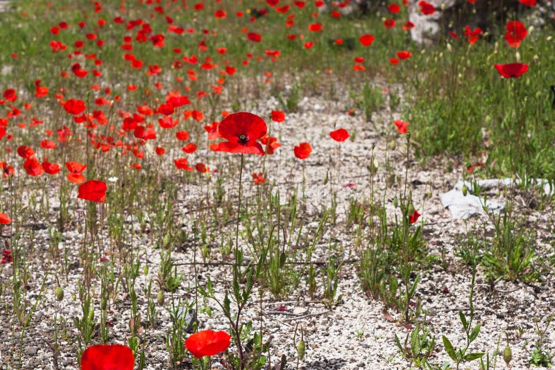 Red poppies in spring stock image. Image of blossom, flowering - 89404621