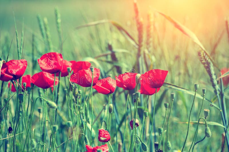 Red poppies stock image. Image of nature, mist, beautiful - 62595503