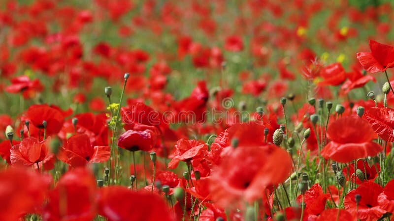 Red Poppies Sway in the Wind Slow Motion Stock Footage - Video of ...
