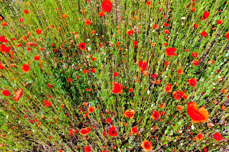 Red poppies top view stock photo. Image of light, view - 72385436