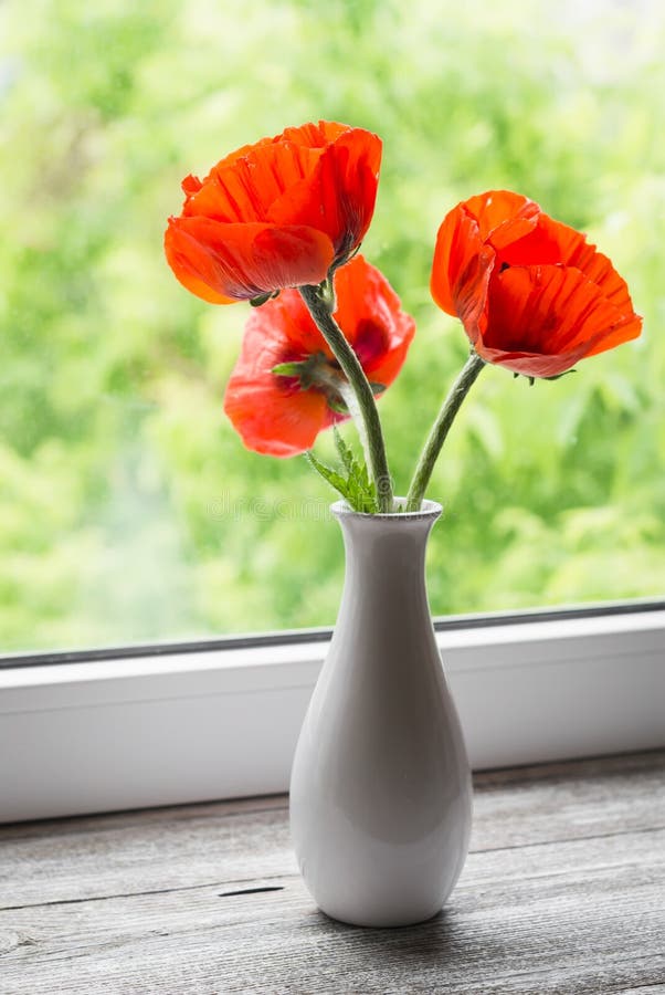 Red Poppies In A White Vase Stock Image - Image of nature, focus: 55278543