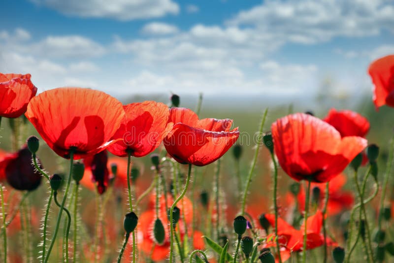 Red Poppies Wildflowers Spring Season Stock Image - Image of blossom ...