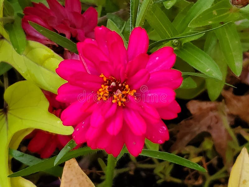 Singular Red Spiral Stock Photos - Free & Royalty-Free Stock Photos ...