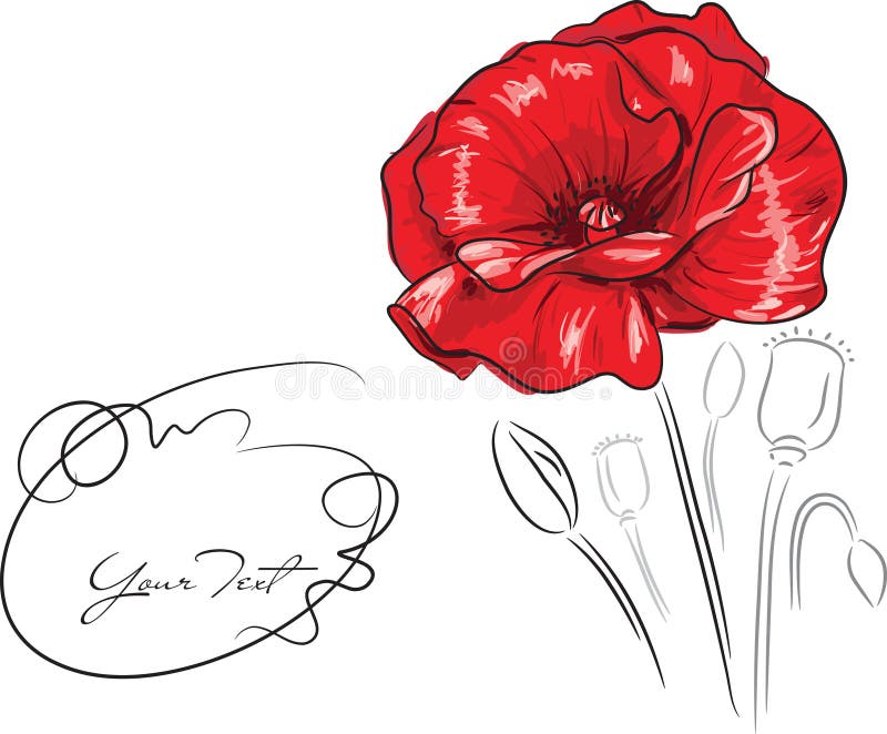 Line Drawing Poppy Stock Illustrations – 5,915 Line Drawing Poppy Stock ...