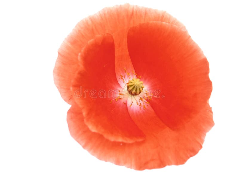 Fireman portrait stock image. Image of brave, firefighter - 11175529