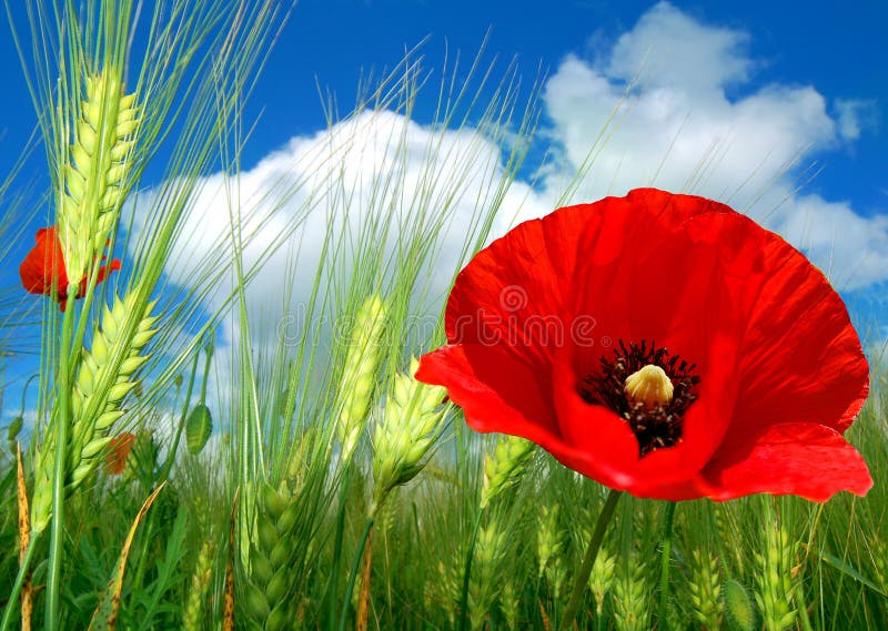 Red poppy stock image. Image of outside, blooming, plant - 12502975