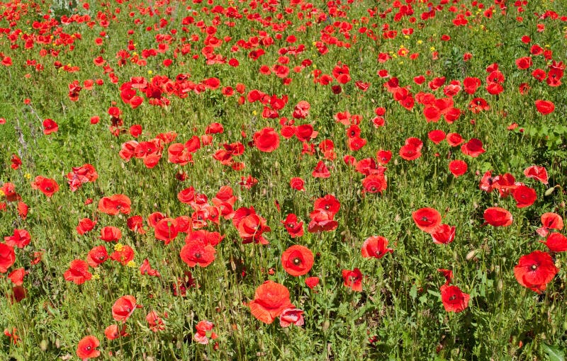 Red poppy stock image. Image of contrasts, corn, mohnblu00fcte - 14639543