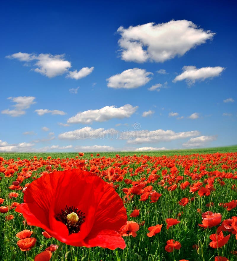 Red poppy stock photo. Image of clear, barley, bloom - 14894914