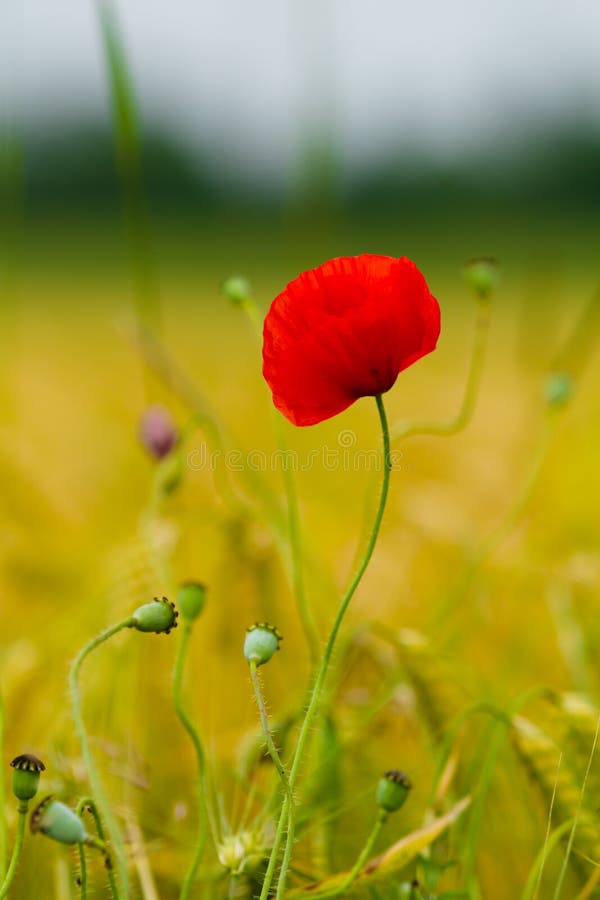 Red Poppy Picture. Image: 15567499