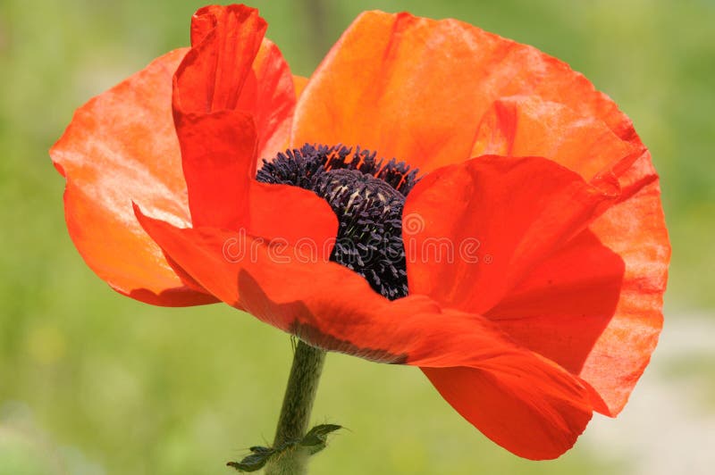 Red poppy stock image. Image of moisture, bulb, green - 15678991