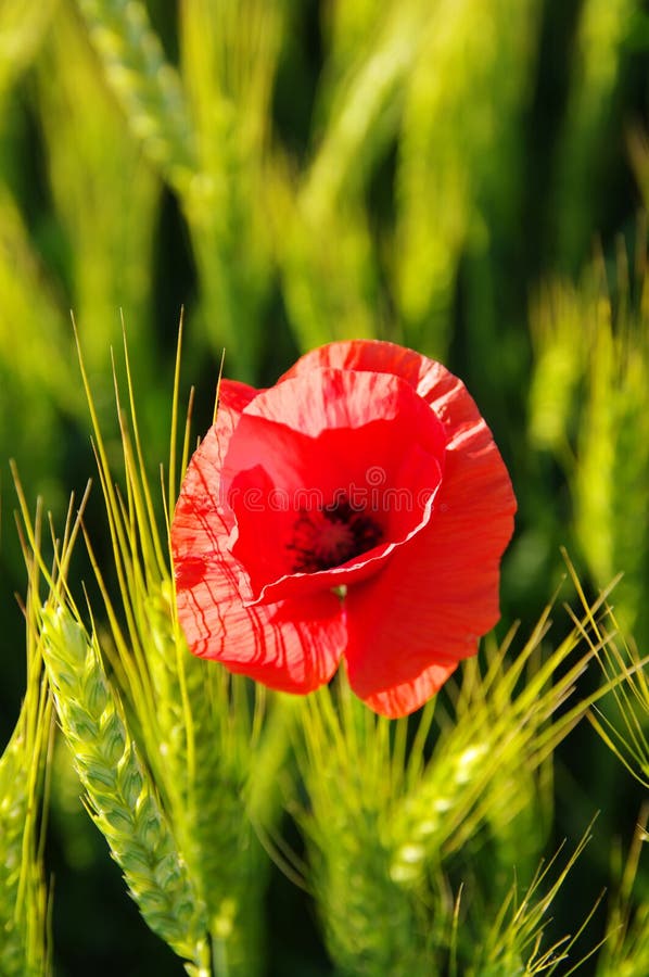 Red poppy stock image. Image of sunny, rural, flowers - 16986519