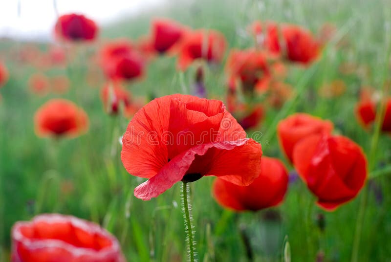 Red poppy stock image. Image of beautiful, poppy, horizontal - 19850891