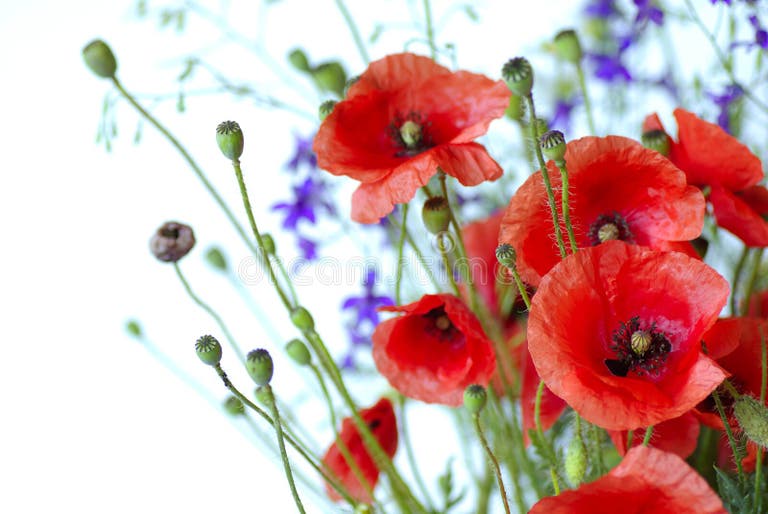 14,261 Red Poppy Flower Bouquet Stock Photos - Free & Royalty-Free ...