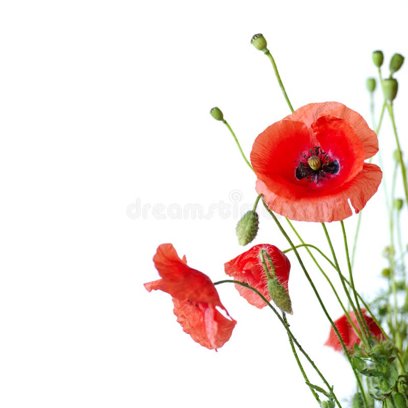 Red Poppy stock image. Image of garden, scenic, background - 19961375