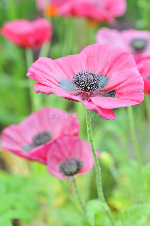 Red poppy stock image. Image of botany, nature, outdoors - 20157935