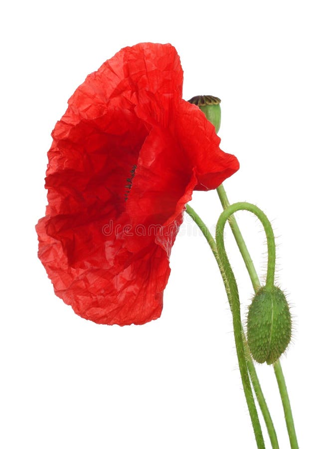 Single red poppy stock image. Image of floral, closeup - 14053105