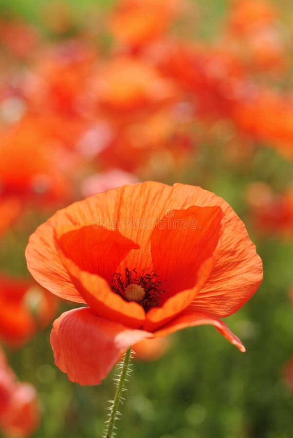 Red Poppy stock image. Image of crops, delicate, colored - 2250463