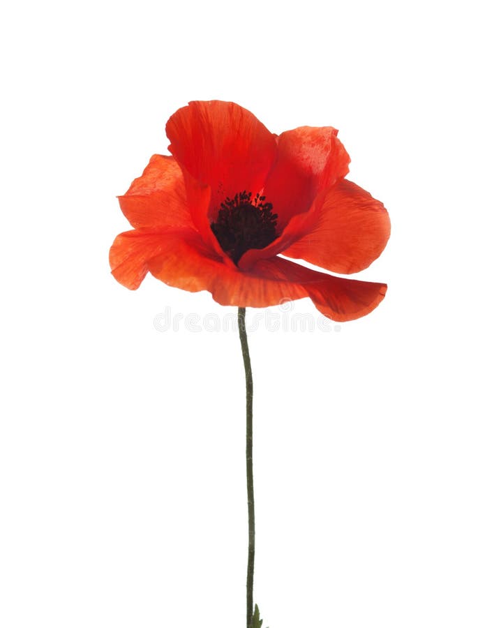 Pressed poppy flower stock photo. Image of blossom, autumn - 4019732