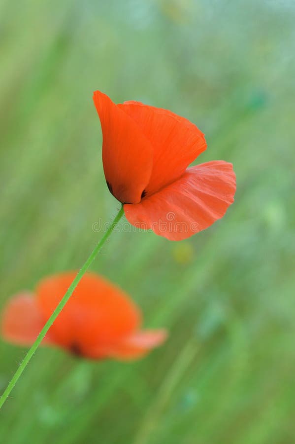 Red poppy stock image. Image of poppy, color, fragility - 24843345
