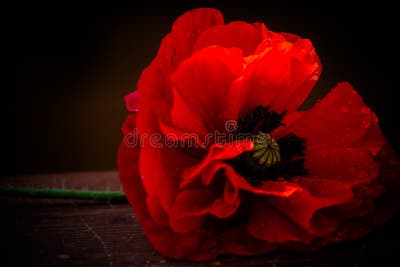 Red Poppy stock photo. Image of fallen, poets, armistice - 25534062