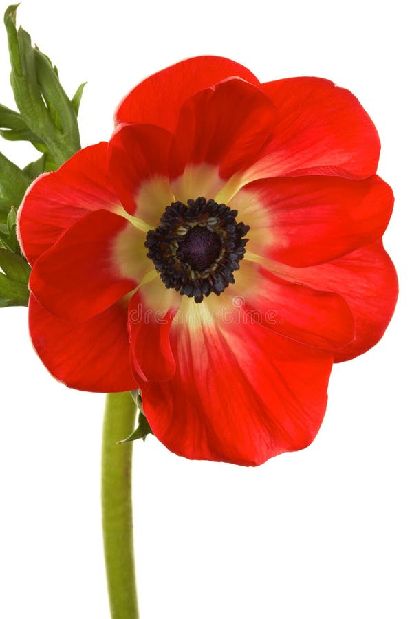 Red Poppy stock image. Image of gardening, beautiful, bright - 3820917