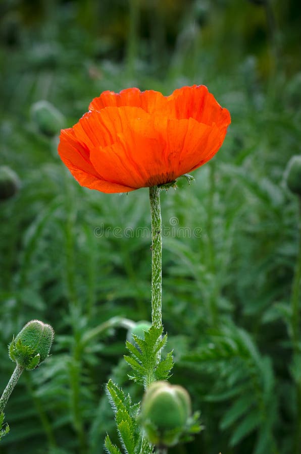 Red poppy stock photo. Image of scenic, outdoors, plant - 38283036