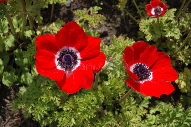 Red poppy stock photo. Image of shadow, botanical, vegetation - 610190